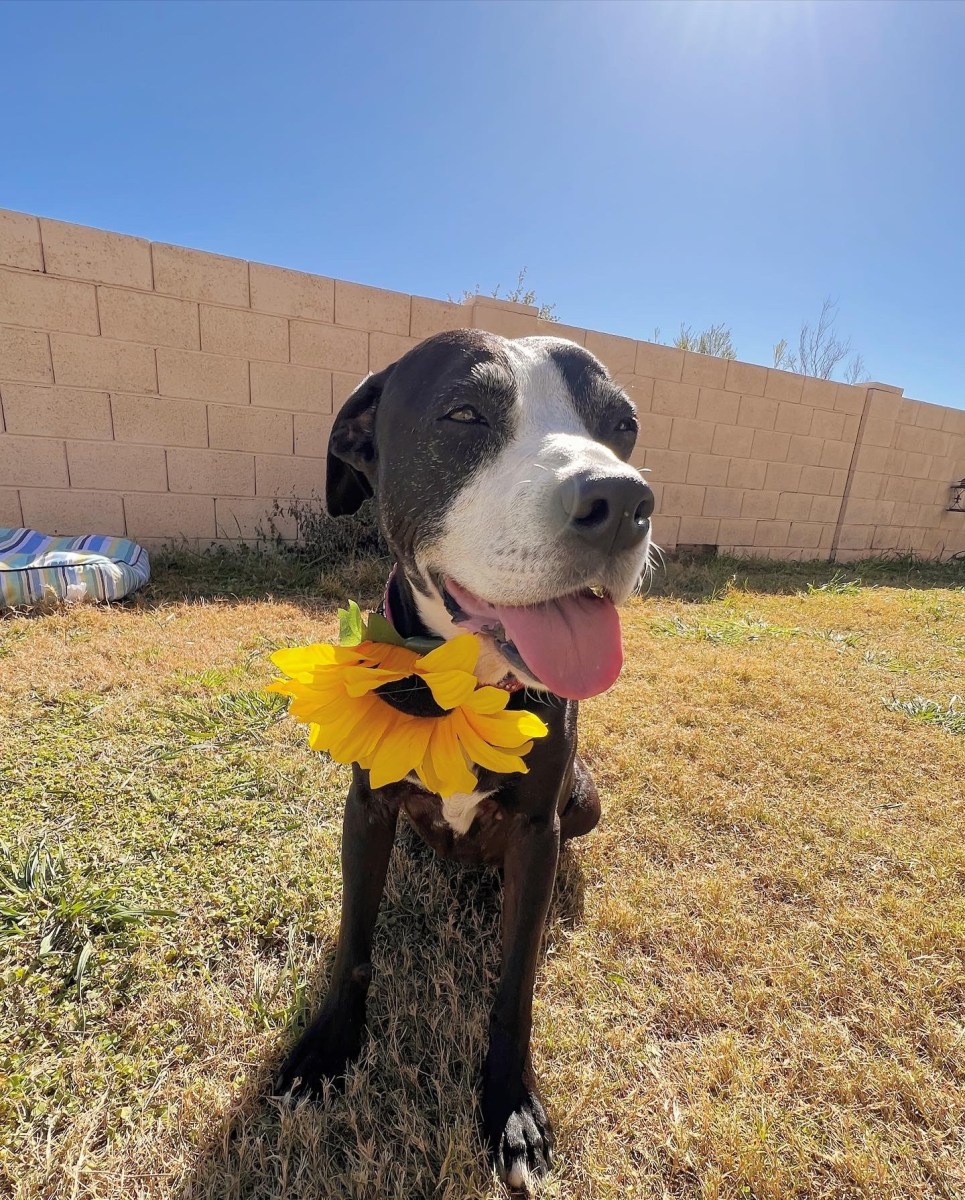 Remembering our Sunflower, Chevelle Marie Lee 2011-2023🌻 – Boardroom Blonde