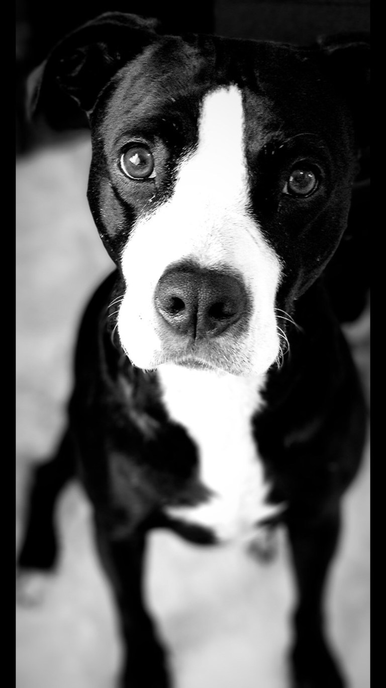 Remembering our Sunflower, Chevelle Marie Lee 2011-2023🌻 – Boardroom Blonde